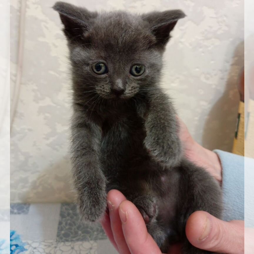 Британский короткошёрстный котёнок