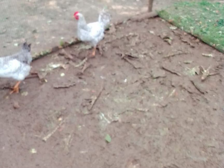 Петух Борковская Борвистая