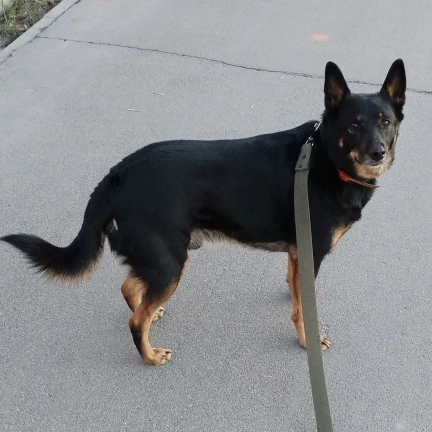 Взрослый пёс в добрые руки