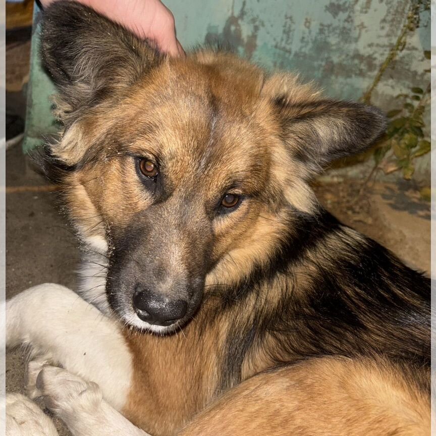 Собака в добрые руки