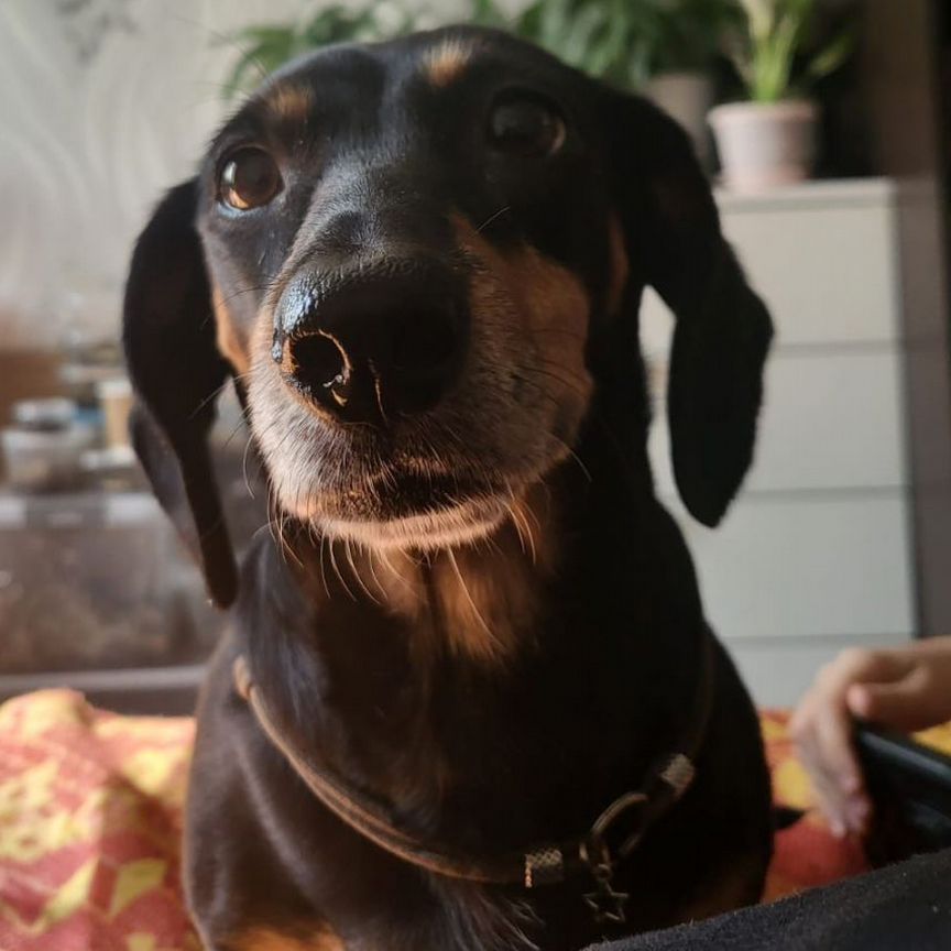 Такса, вязка