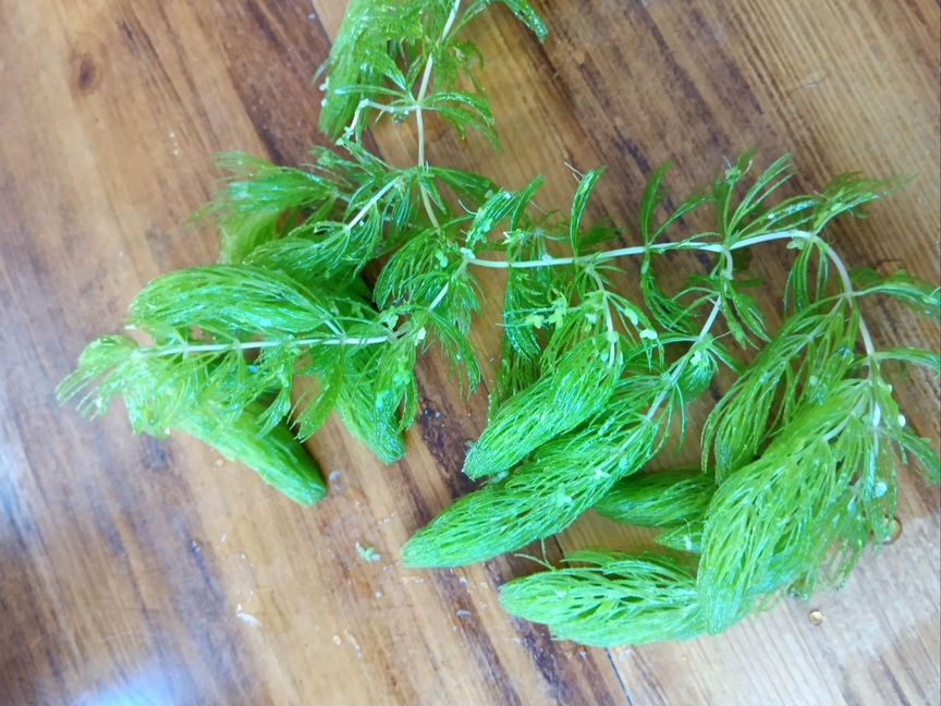 Растения для аквариума