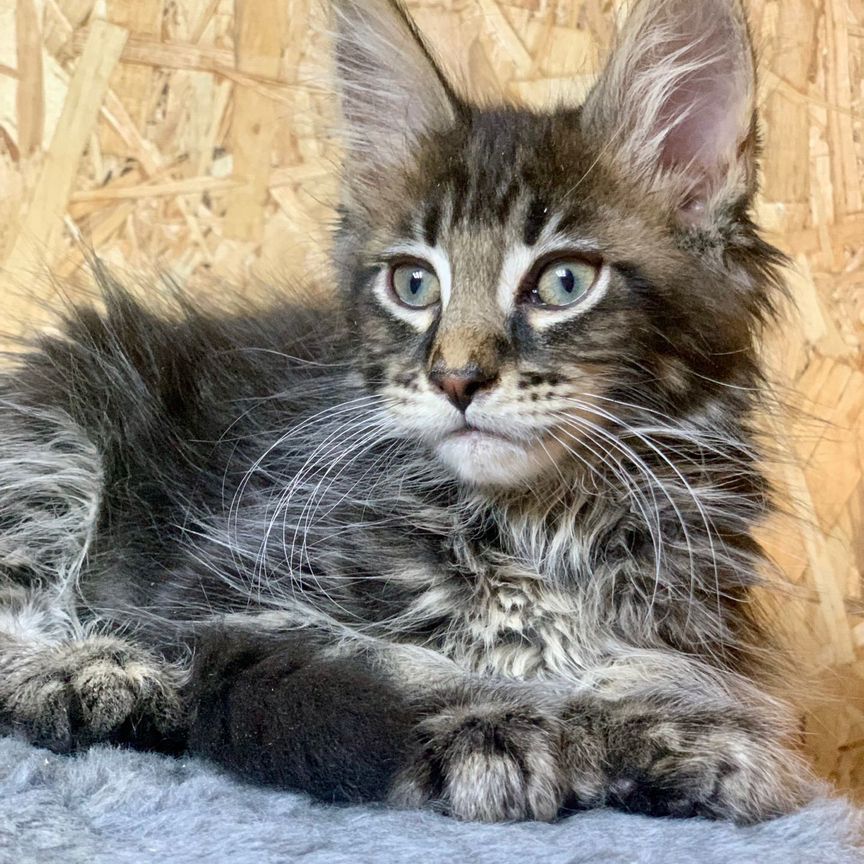 Котята мейн-кун с документами