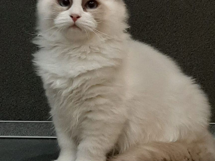 Кошечка Рэгдолл