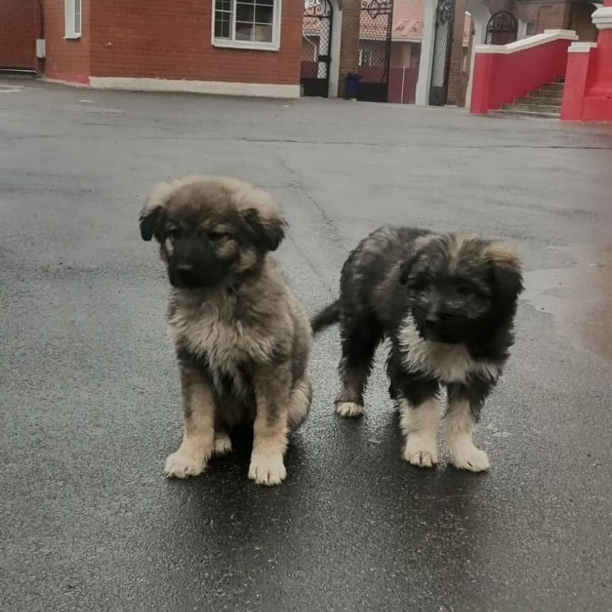 Щенкам нужен дом