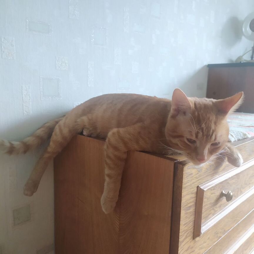 Рыжий котейка