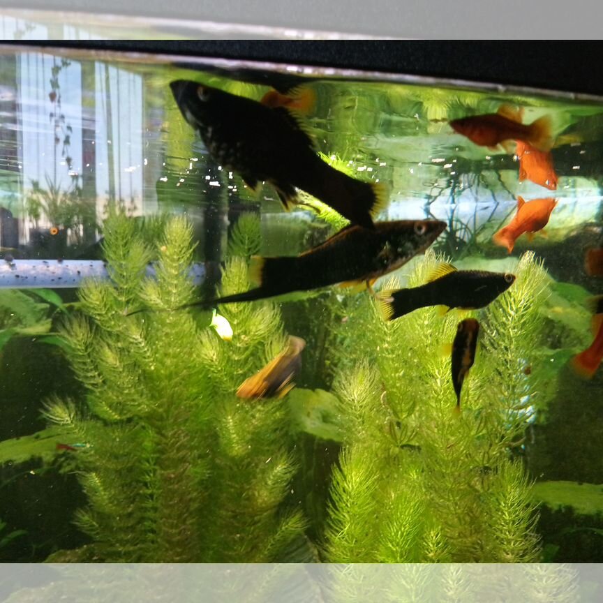 Аквариумные рыбки меченосцы черные