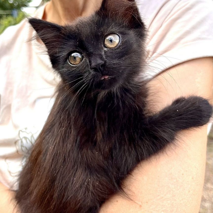 Котенок девочка Куколка в самые добрые руки
