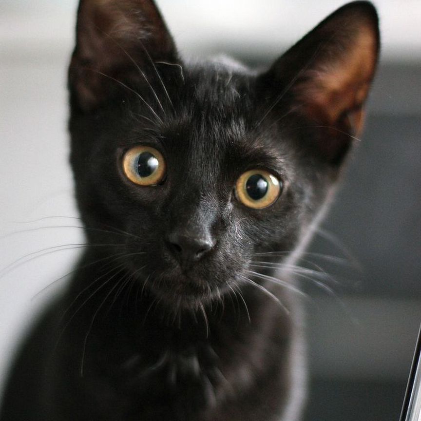 Котенок в надежные руки