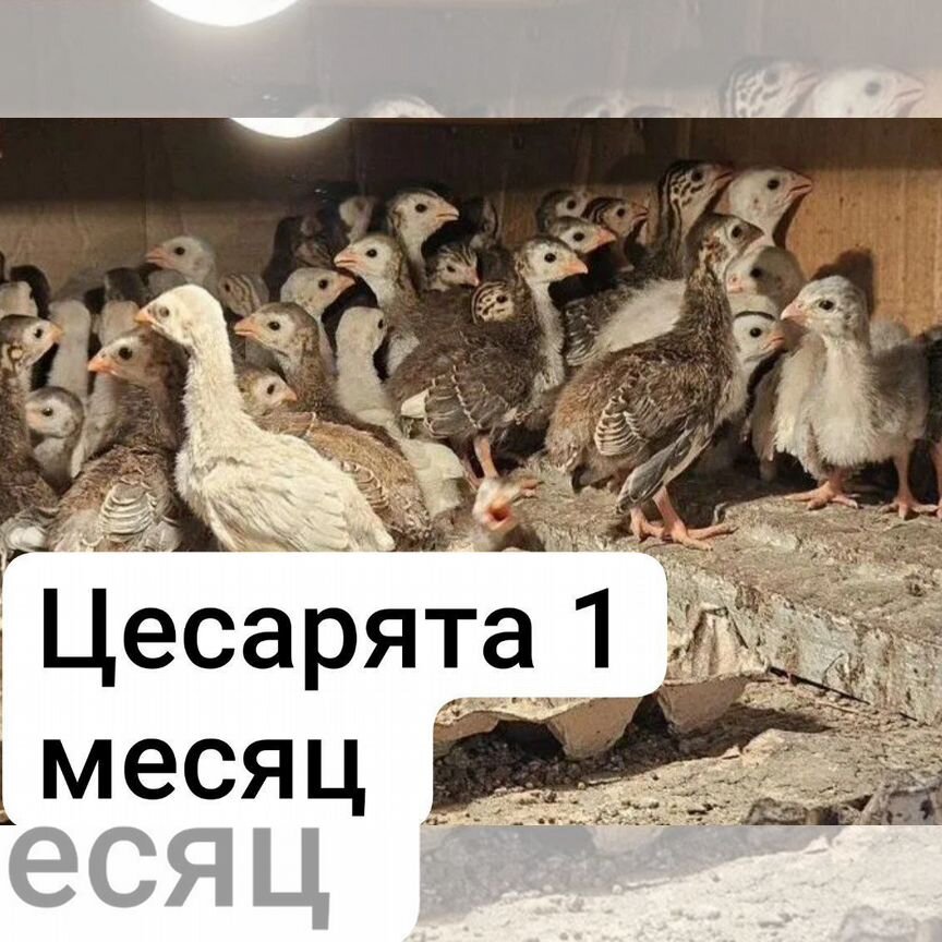 Цыплята цесарки