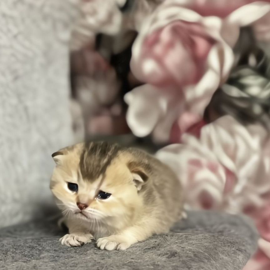 Шотландский вислоухий короткошёрстный котёнок