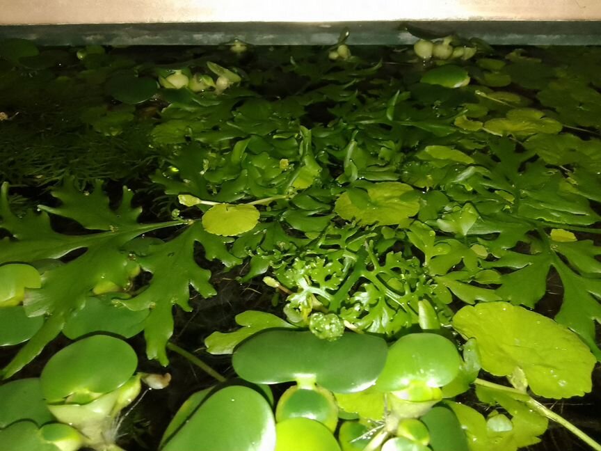 Аквариумные растения прополка