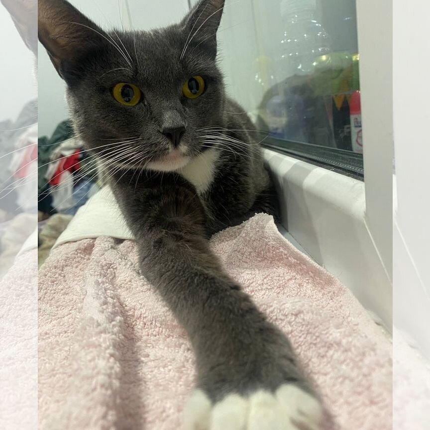 Взрослая кошка в добрые руки