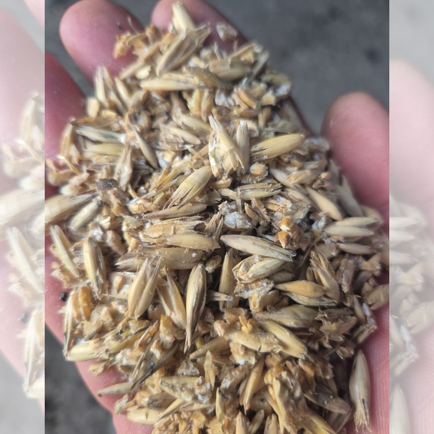 Плющенное зерно