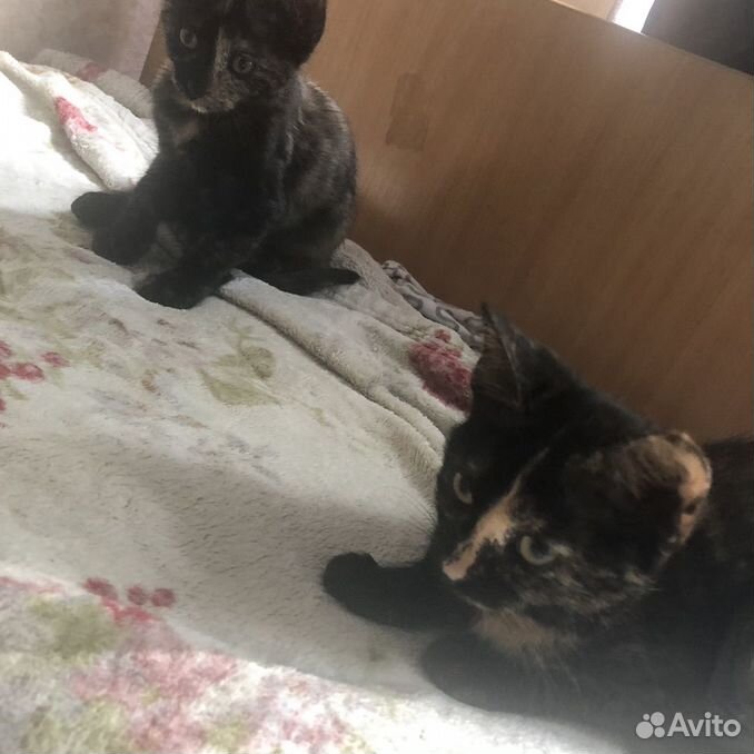 Отдам в добрые руки маленьких кошек