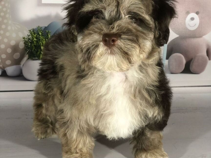 Душечка-мальтипушечка