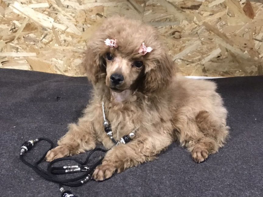 Пудель той сука