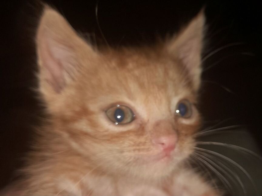Рыжие котики