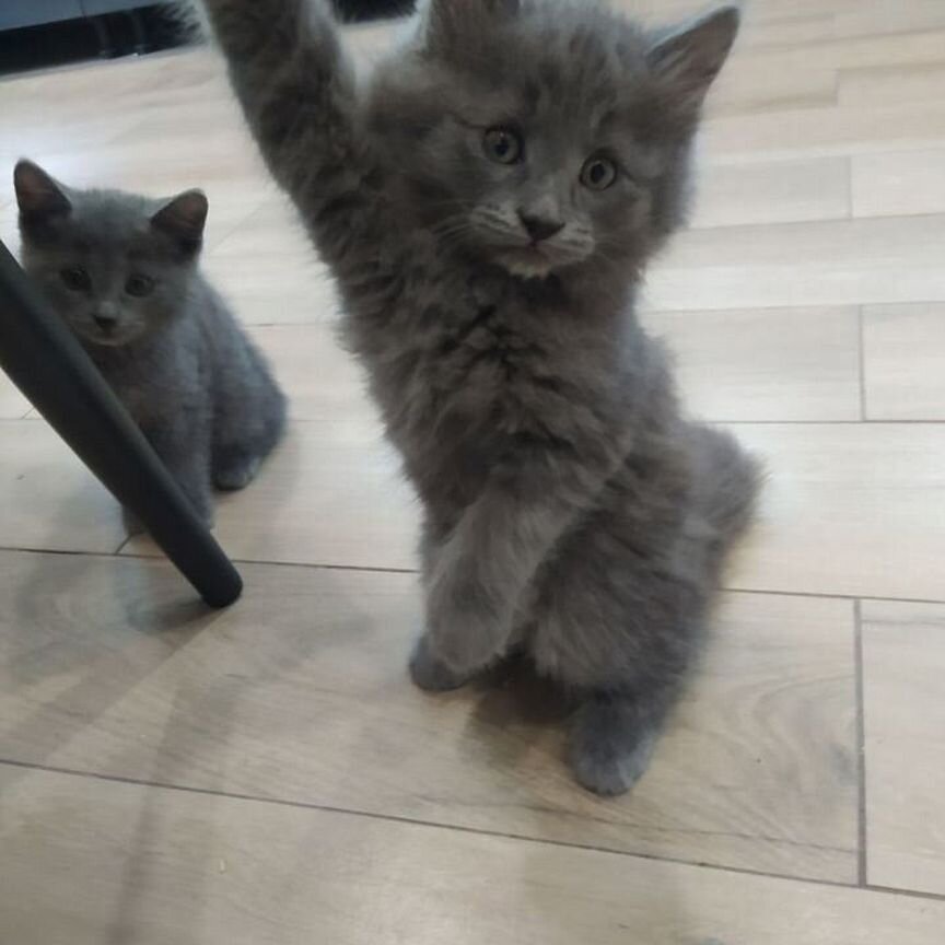 Отдам котят в добрые руки:)