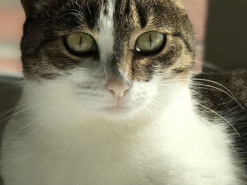 Стерилизованная кошечка