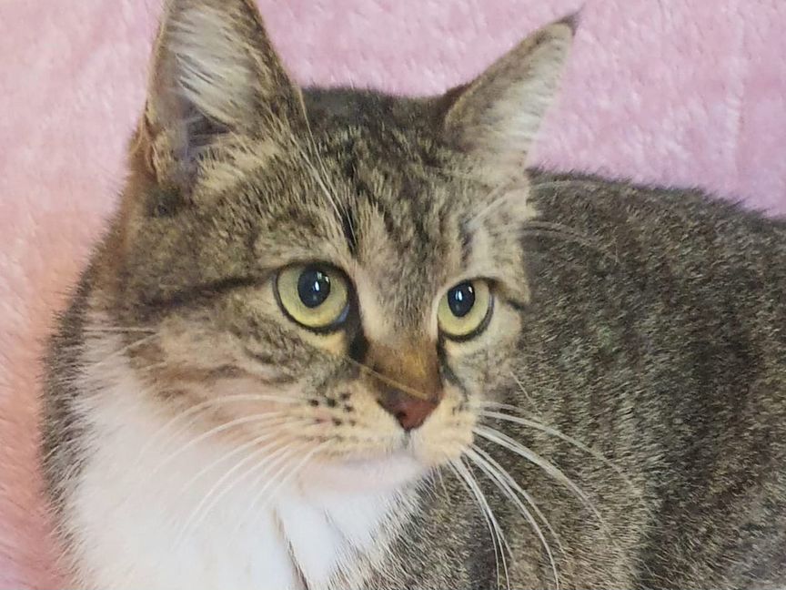 Метис мейн-куна Янна в добрые руки