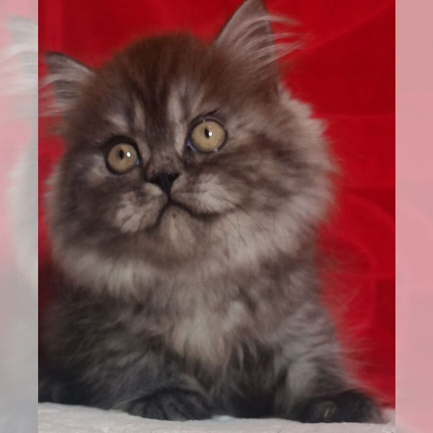 Британка полудлинношерстная