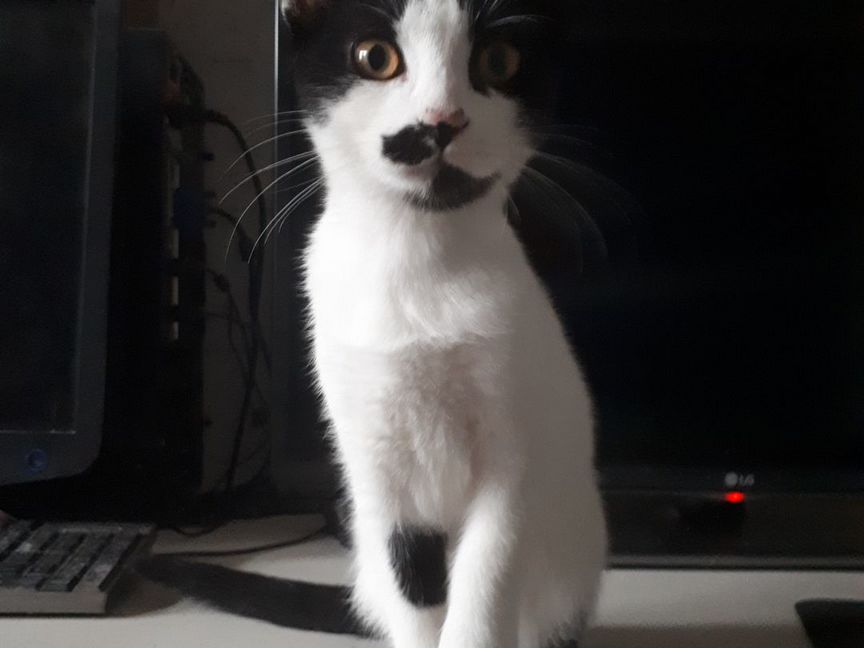 Котята в добрые руки даром бесплатно
