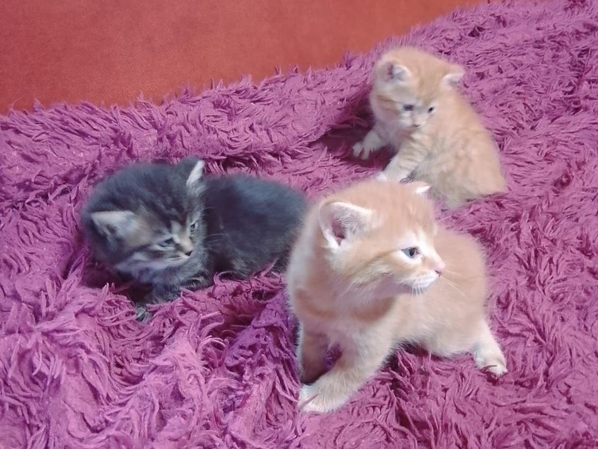 Котята в добрые руки