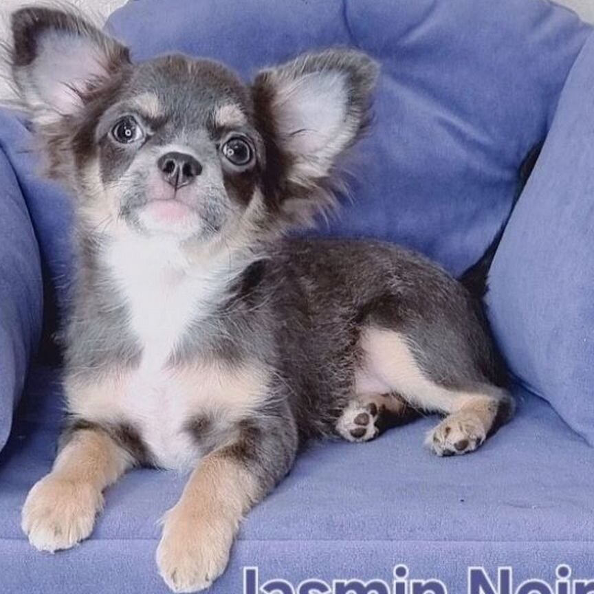 Чихуахуа мальчишка, голубой с подпалом