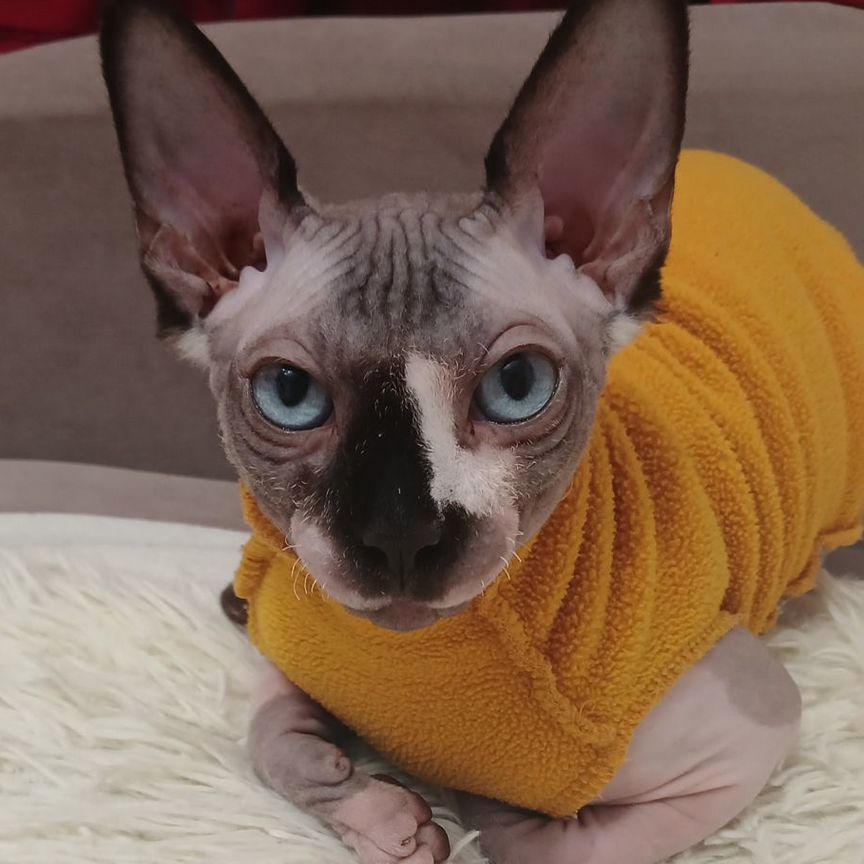 Канадский сфинкс котёнок