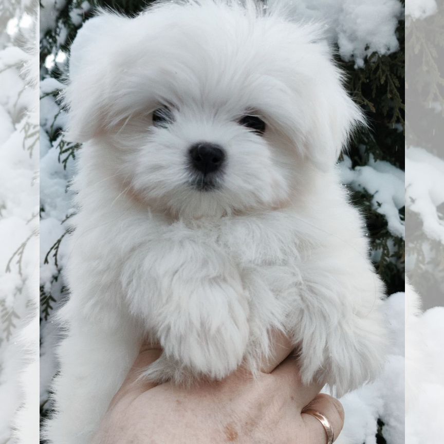 Мальтийская болонка, щенок