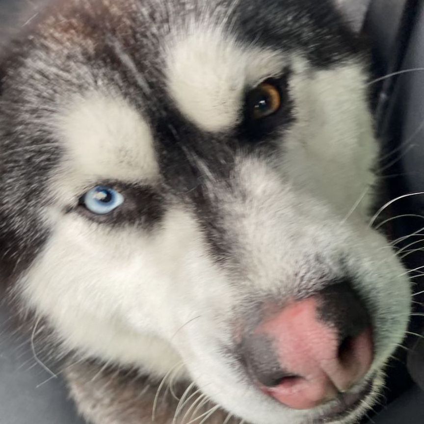 Сибирский хаски