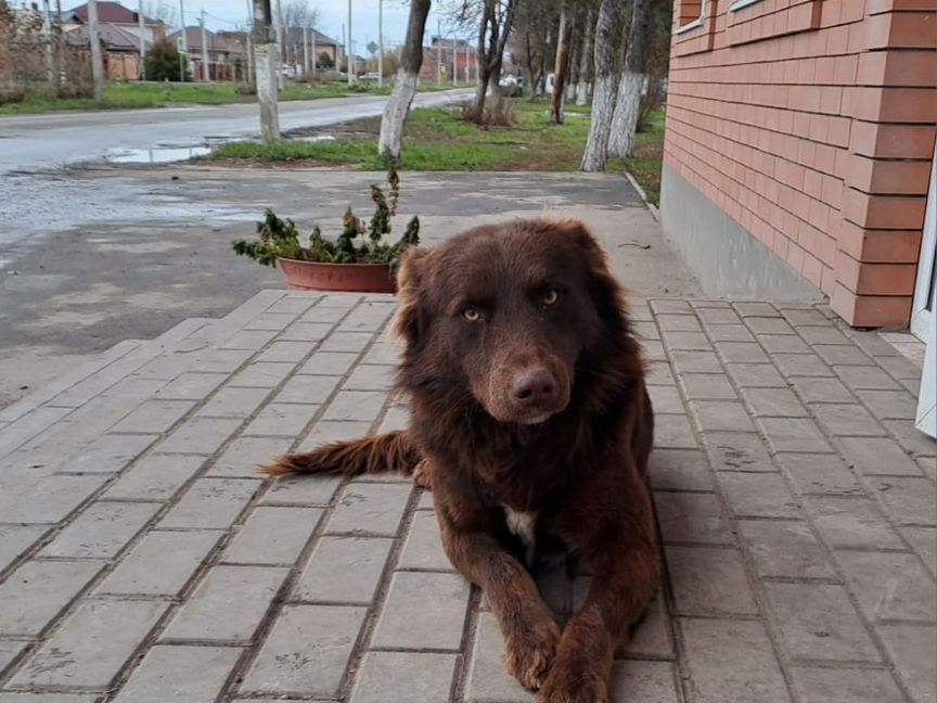 Собака в добрые руки