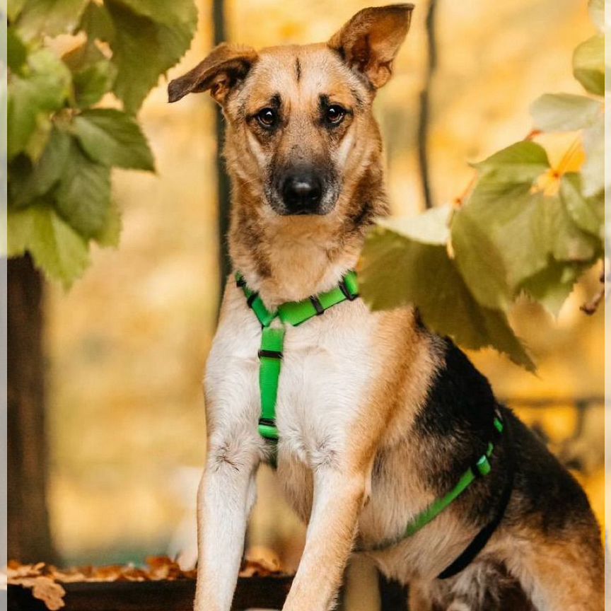 Взрослая собака в добрые руки