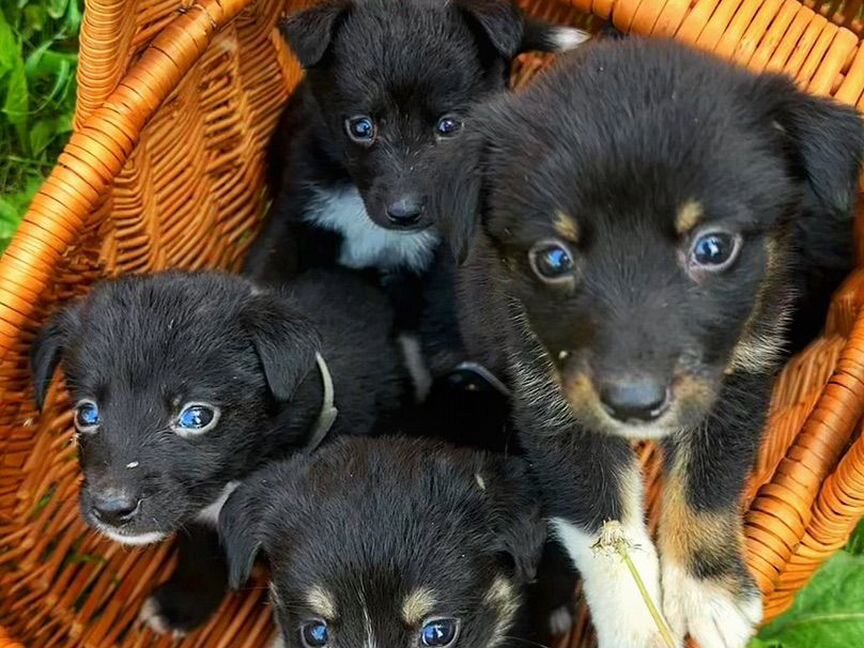 Щенки