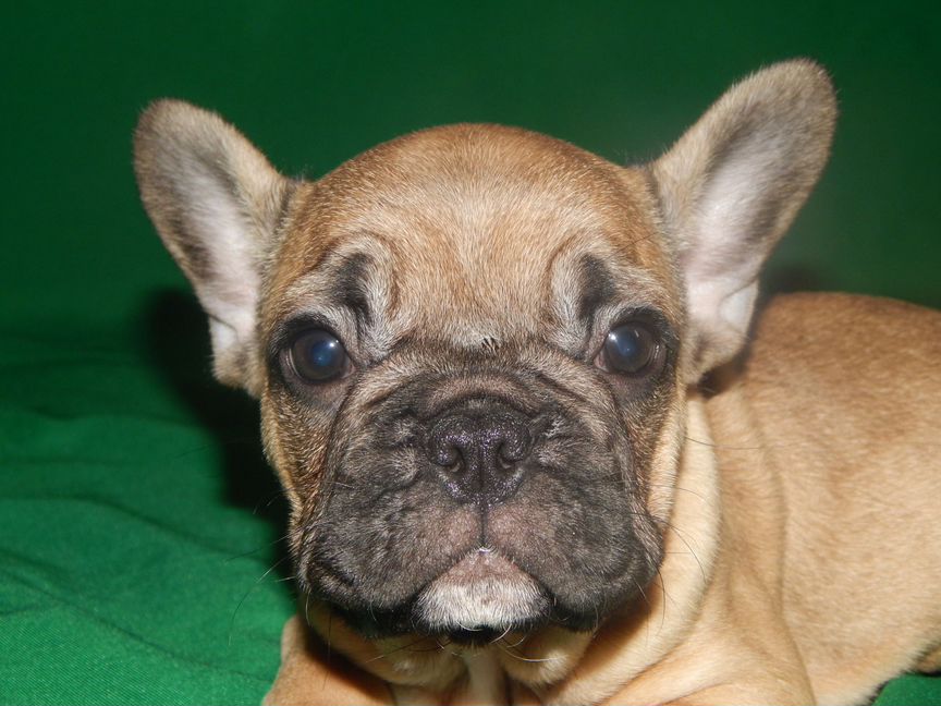 Малышули красотули