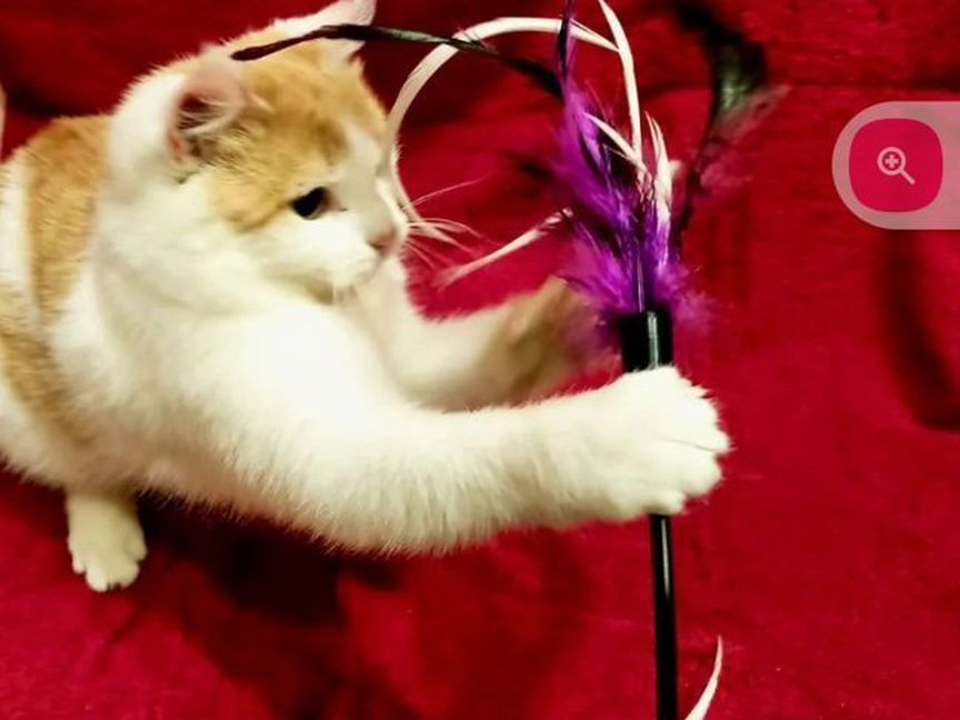 Котёнок Лёва