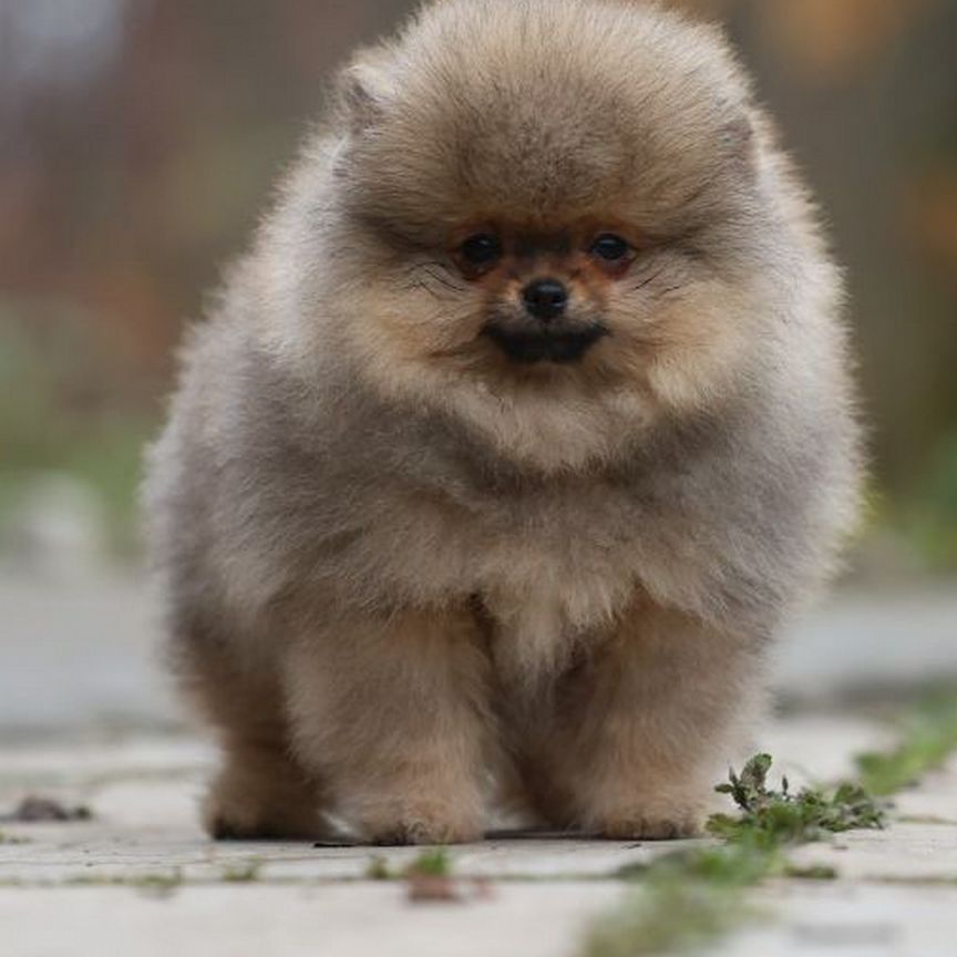 Померанский шпиц, щенок
