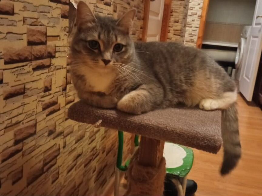 Красивая ласковая кошка