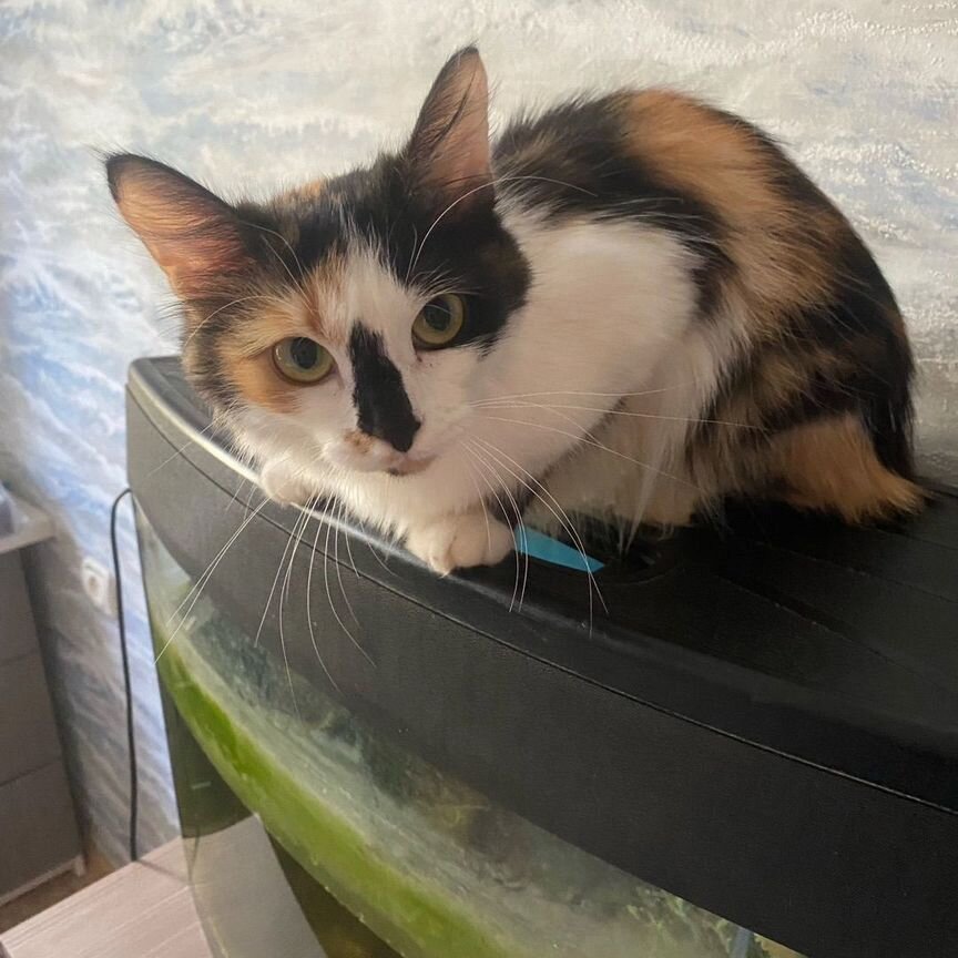 Кошка и два котенка в добрые руки