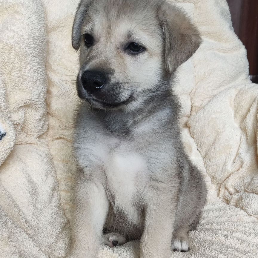 Щенок в добрые руки, девочка