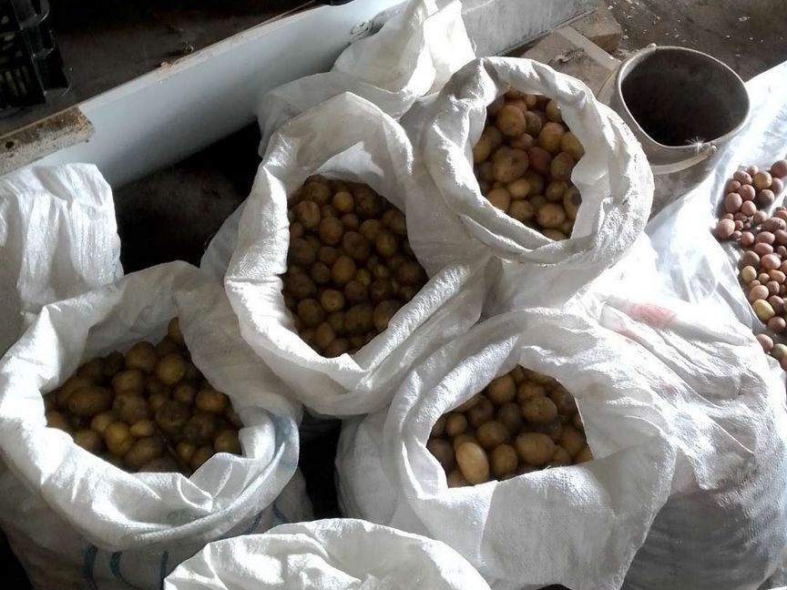 Картофель мелкий