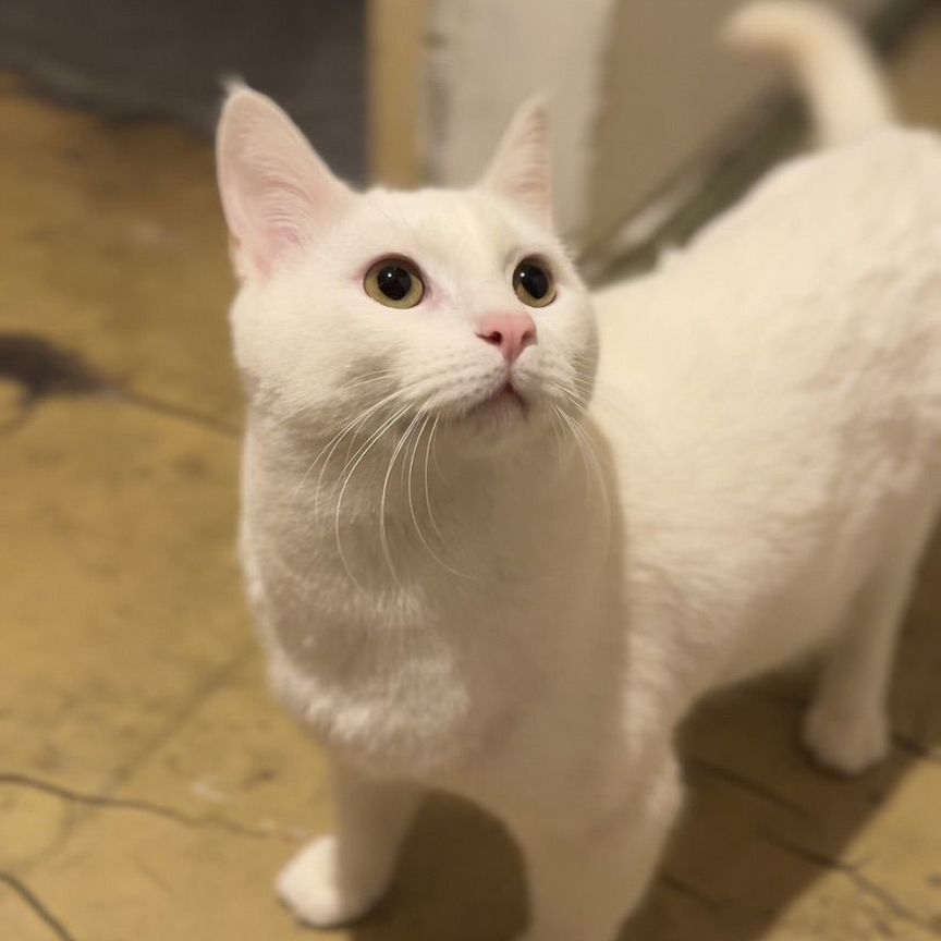 Белый котик