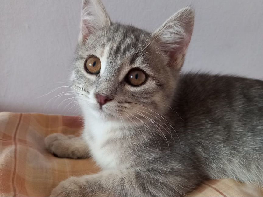Котёнок британский метис