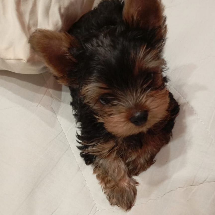 Йоркширский терьер, щенок