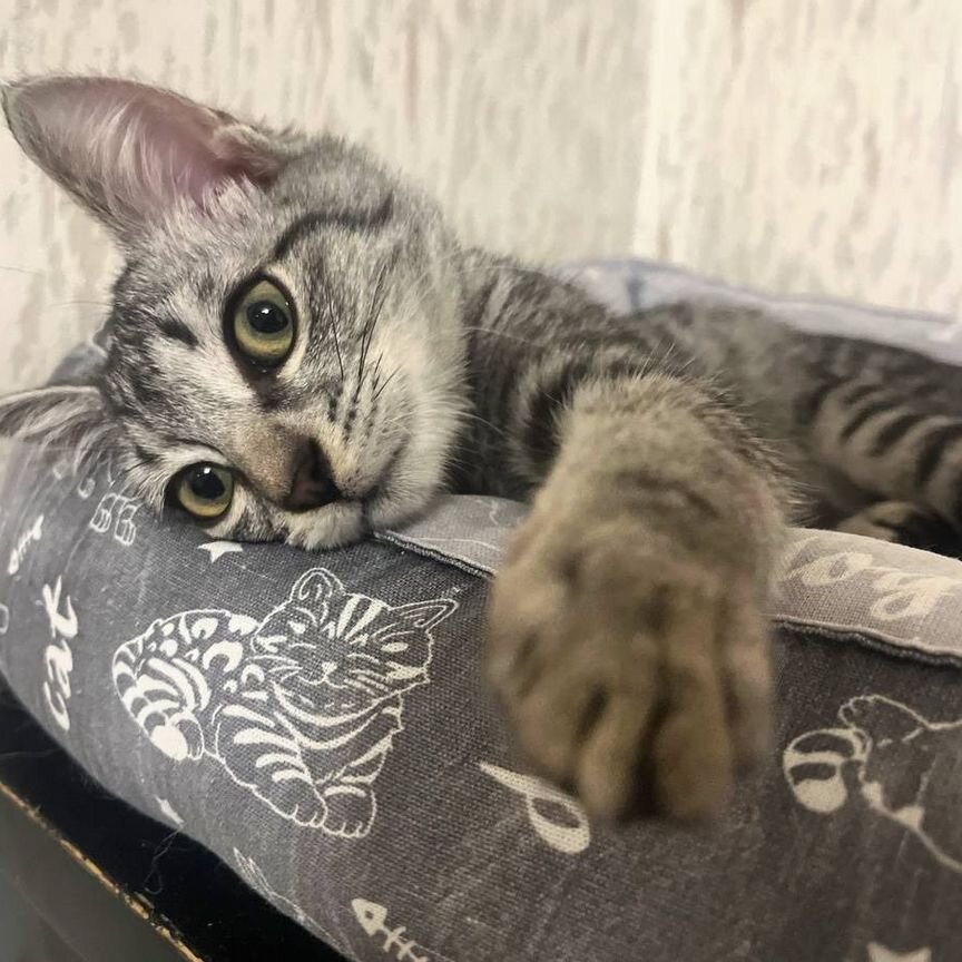 Котёнок в добрые руки