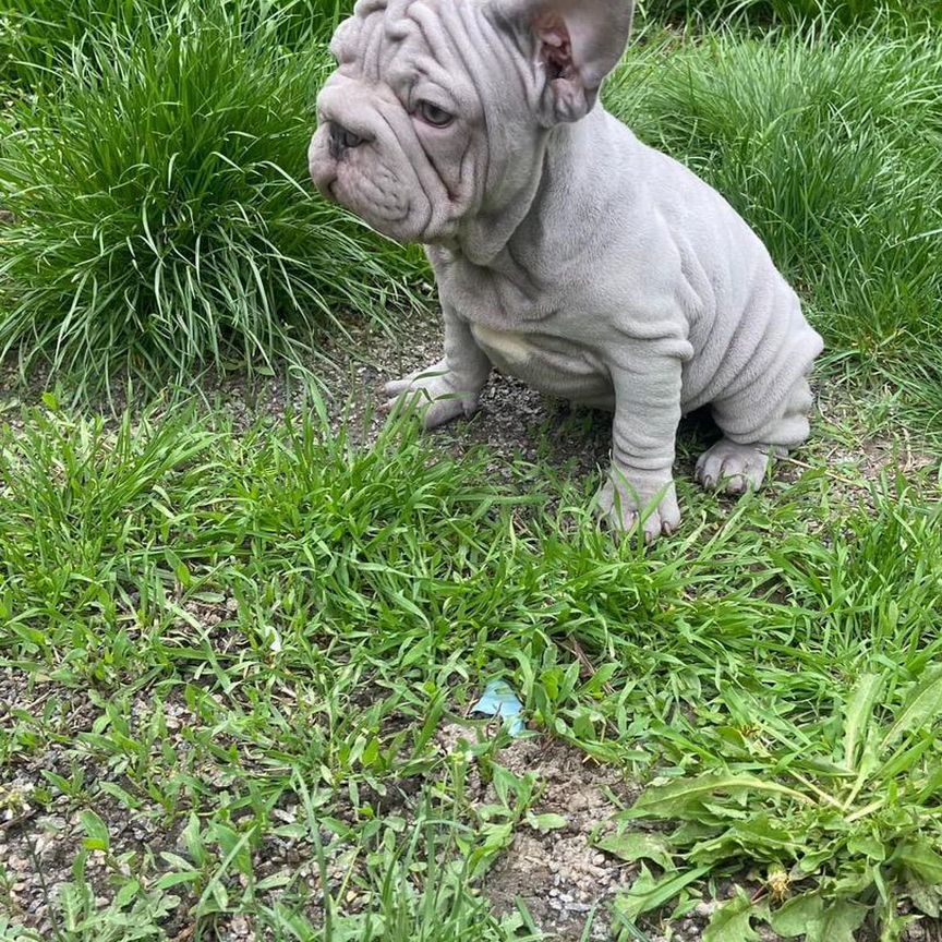 French bulldog bigroup velvet окрас ли лак тан