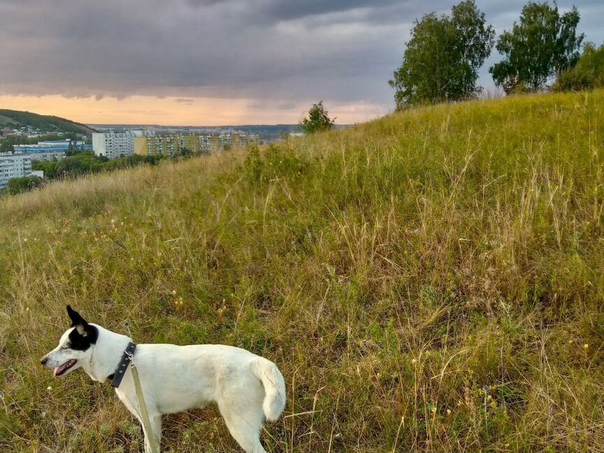 Собака в добрые руки