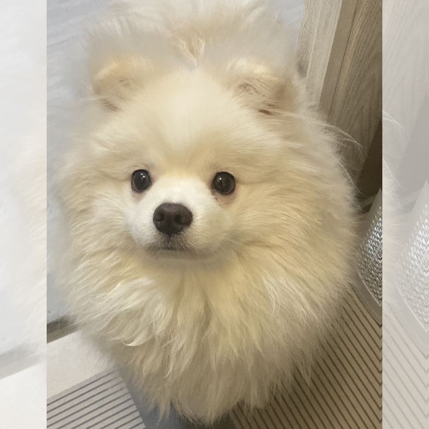 Померанский шпиц, щенок