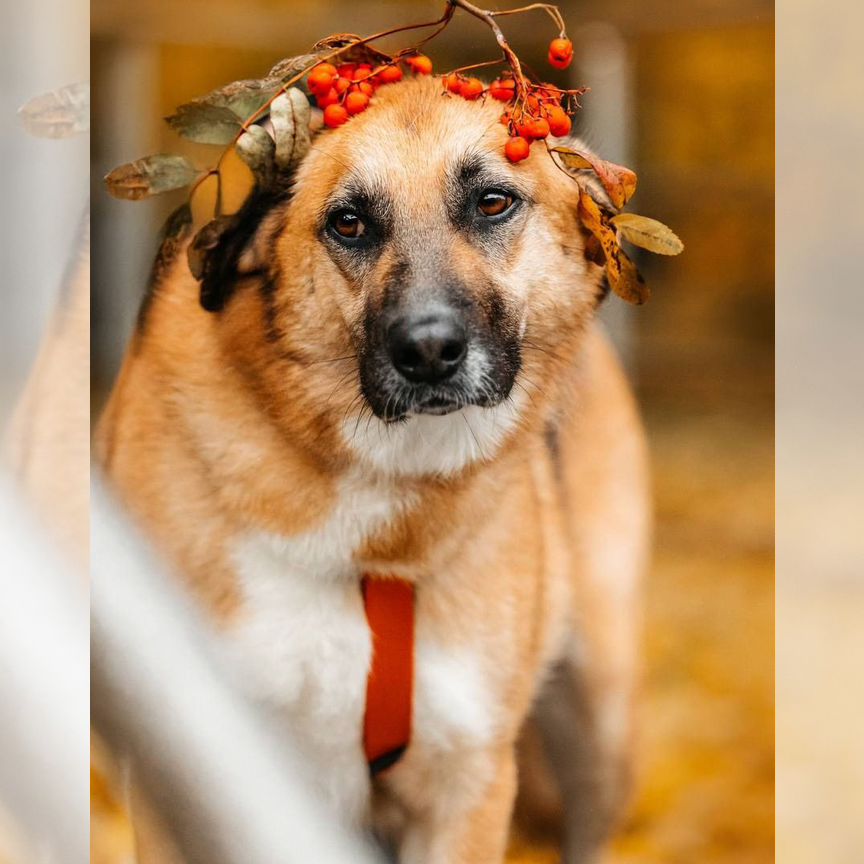 Взрослый пёс в добрые руки